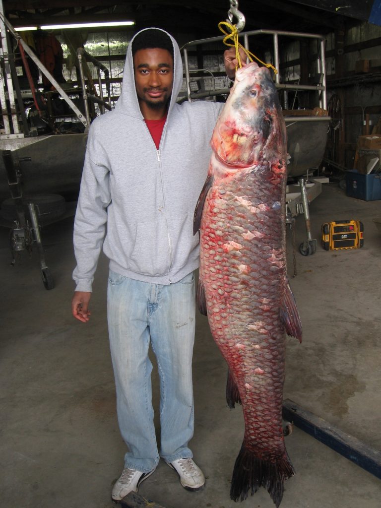 SIU receives 115-pound black carp specimen for invasive species study ...